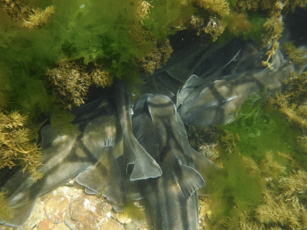 Port Jackson Shark from Gulf St Vincent, SA, AU on November 07, 2020 at ...