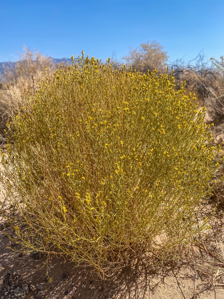 Broom Snakeweed from Rio Rancho, NM, USA on September 26, 2020 at 01:11 ...