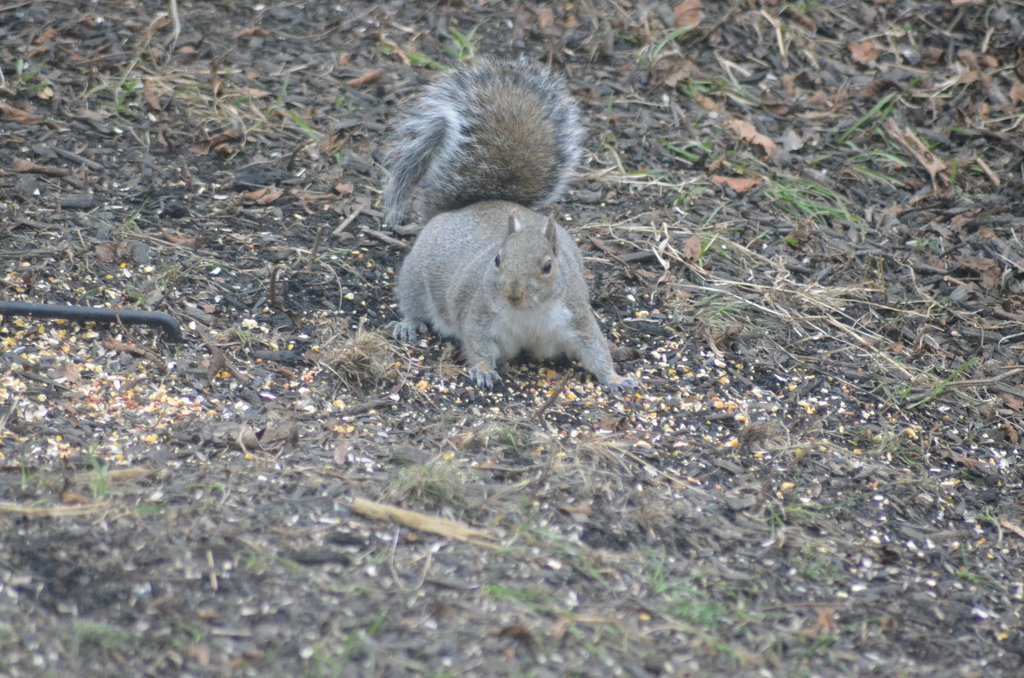 Eastern Gray Squirrel from 6365 Burnt Mountain Path, Columbia, MD 21045 ...