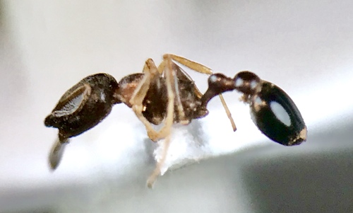 Cardiocondyla minutior (Insectes de Polynésie Française) · iNaturalist