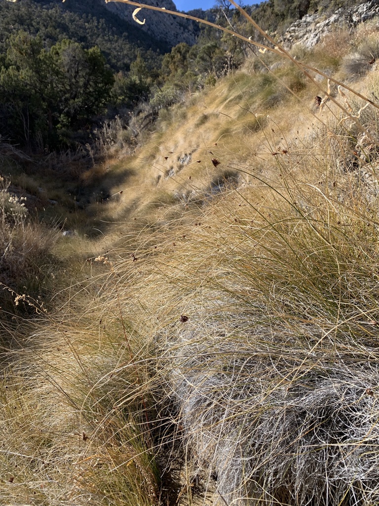 black bog-rush from Las Vegas, NV, US on December 9, 2020 at 11:22 AM ...
