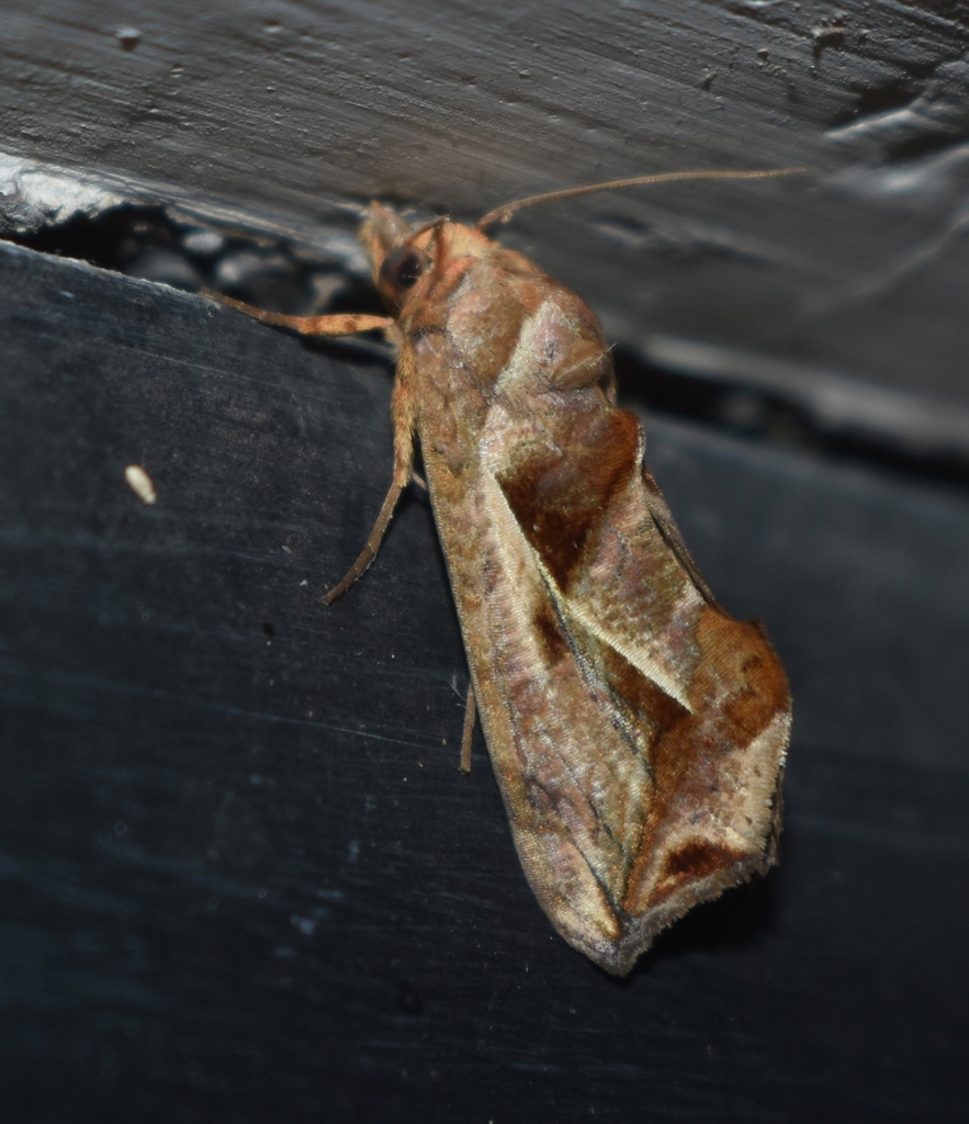 Oraesia from Jawhar, Maharashtra 401603, India on December 04, 2020 at ...