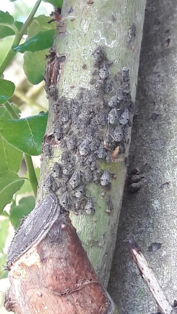 Giant Willow Aphid from Parkdene, George, 6529, South Africa on ...