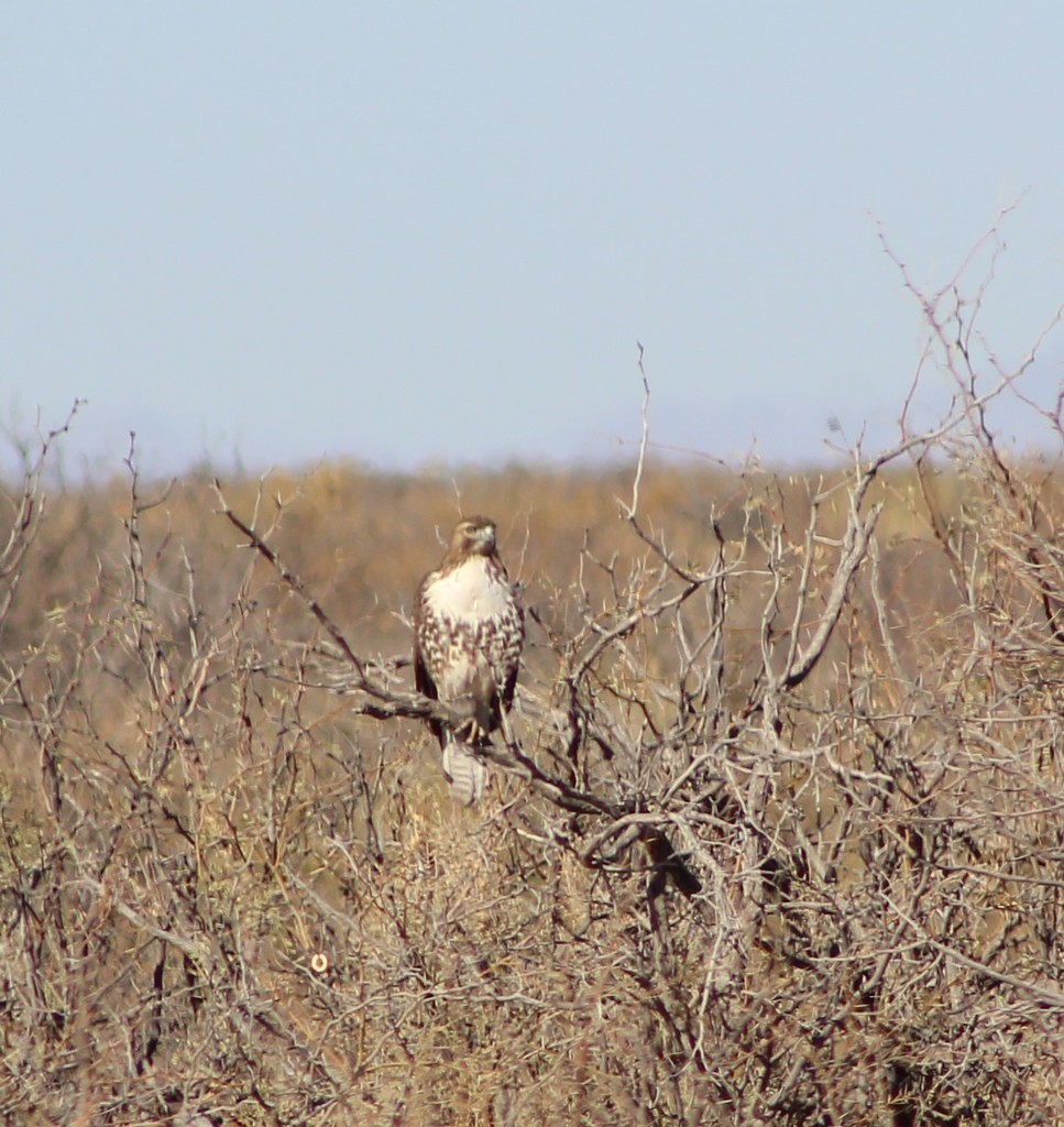 Red-tailed Hawk from Ascensión, Chihuahua, México on December 05, 2020 ...