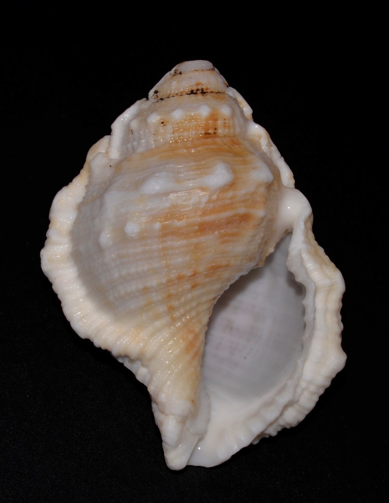 Frog Shell from Woolgoolga NSW 2456, Australia on December 12, 2020 by ...