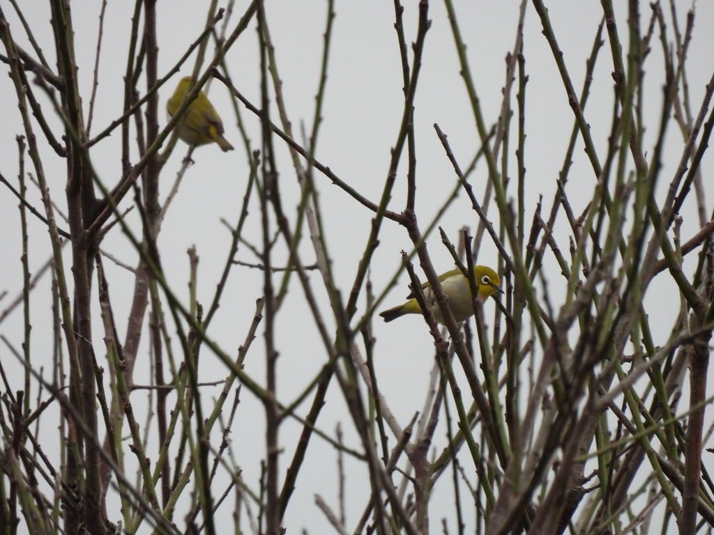 Zosterops simplex simplex from 545台灣南投縣埔里鎮埔里 on December 10, 2020 at 04 ...