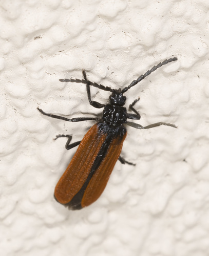 Calochromus scutellaris · iNaturalist