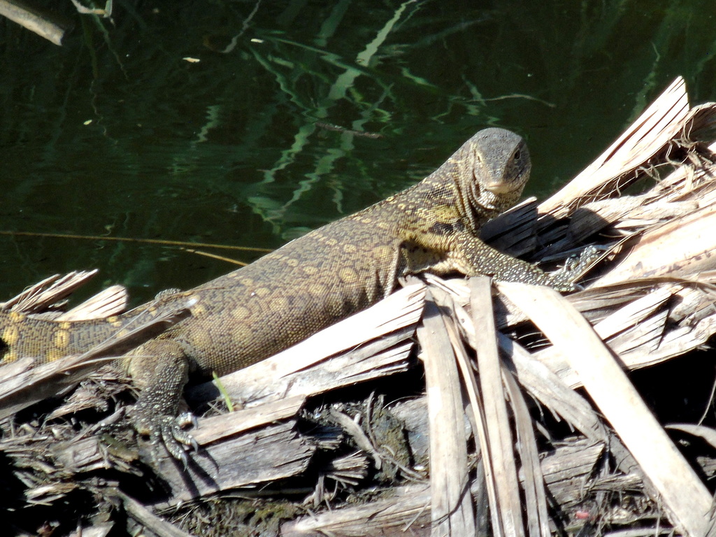 Nile Monitor from Luxor, Egypt on December 12, 2020 at 01:08 PM by ...