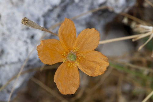 Spanish Poppy (Papaver rupifragum) · iNaturalist