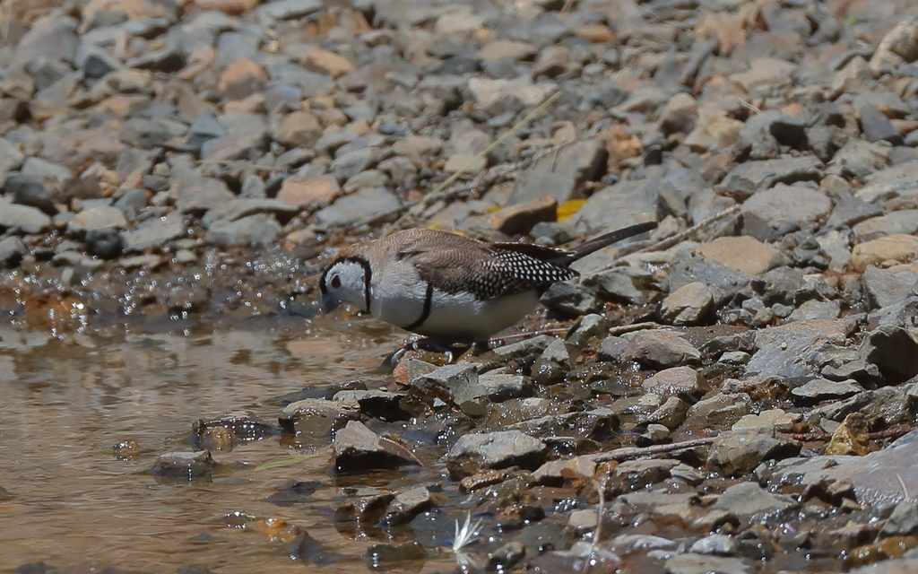Double-barred Finch from Stewarts Brook NSW 2337, Australia on December ...