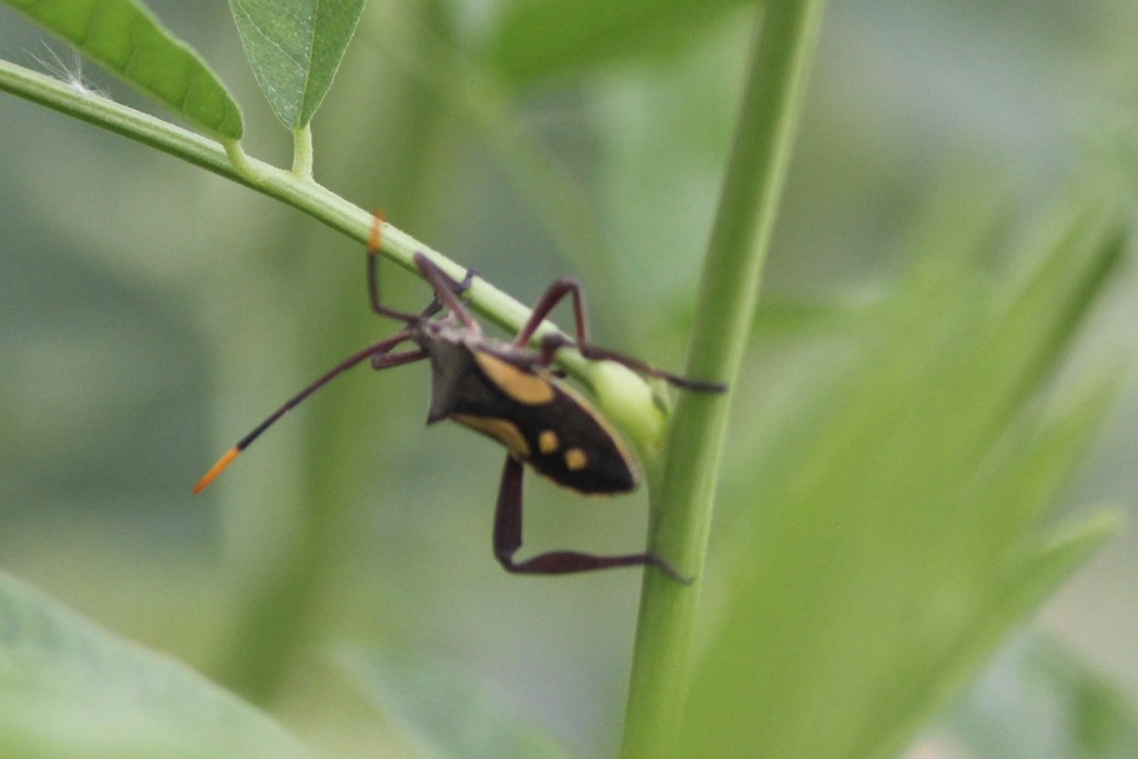 Crusader Bug from Adelaide, South Australia, Australia on December 12 ...