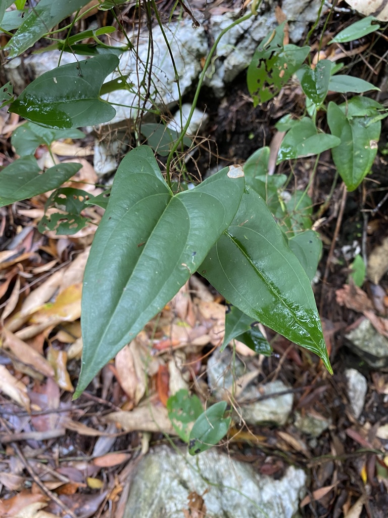 Common Yam Vine from Mt Gravatt Outlook Reserve, Mount Gravatt, QLD, AU on December 12, 2020 at ...