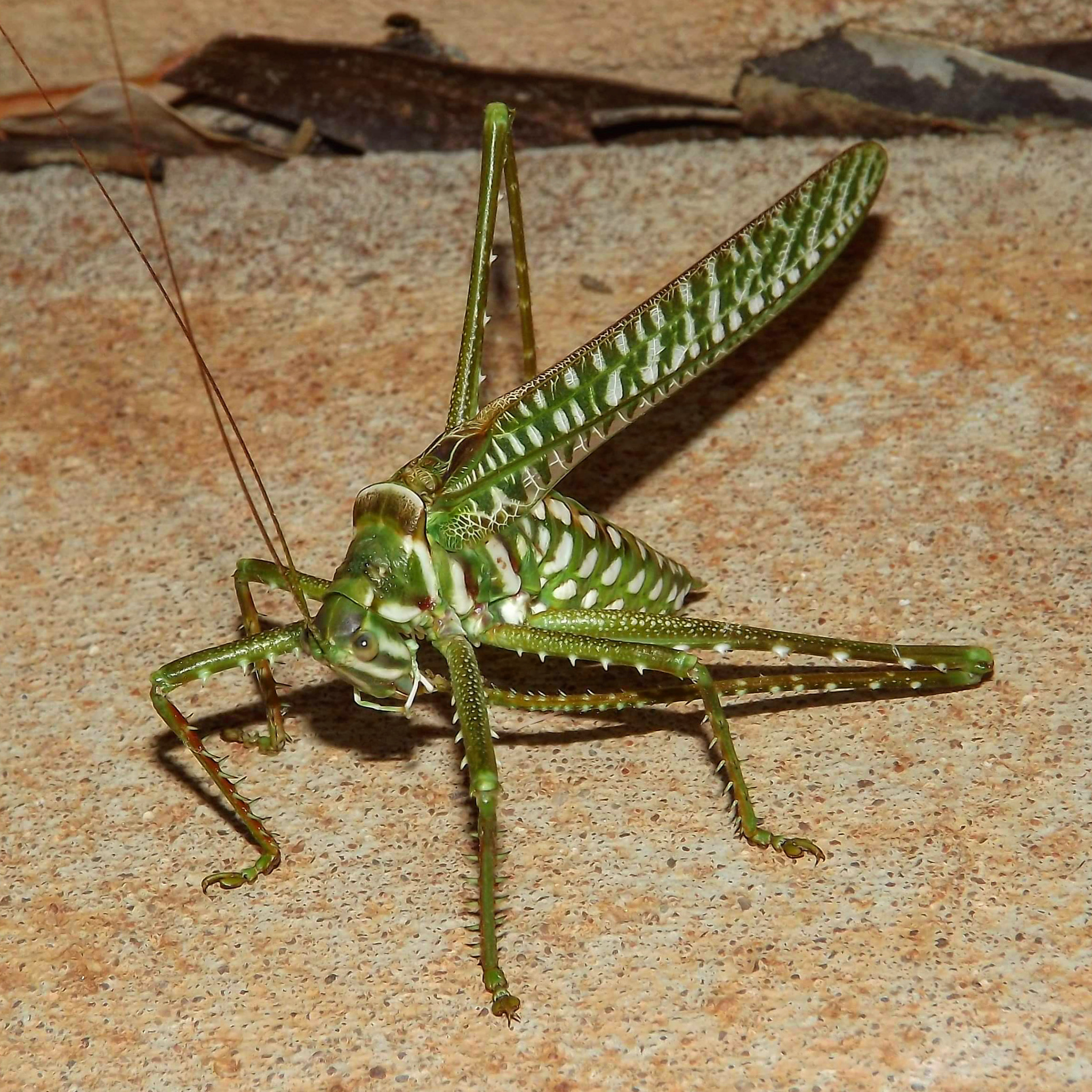 Katydid Predators