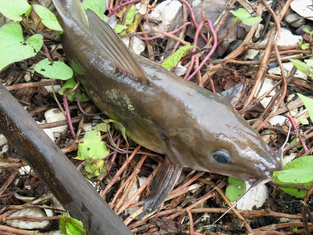 Squeakers from Soyo, Angola on April 11, 2008 at 04:22 AM by Lucy Keith ...