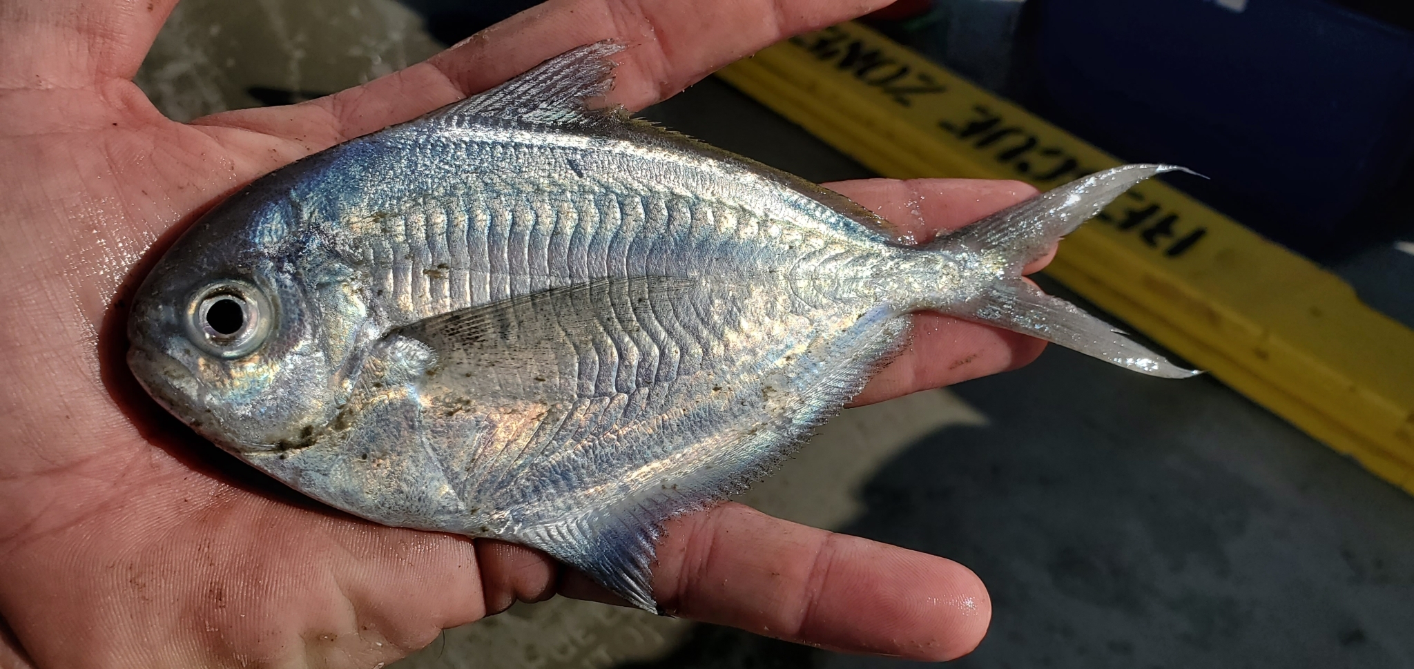 Peprilus burti Fowler, 1944