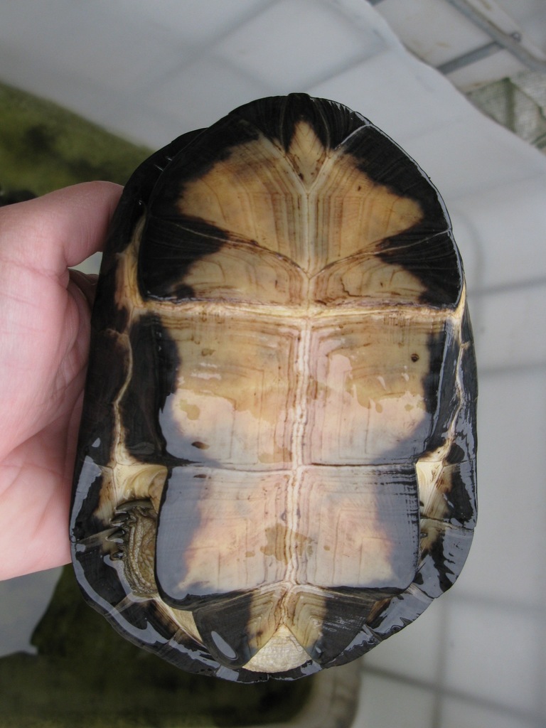 West African Mud Turtle from Soyo, Angola on July 20, 2008 at 05:01 AM ...