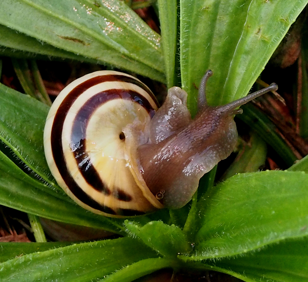 Brown-lipped Snail from Novi, MI, USA on September 21, 2017 at 10:33 AM ...