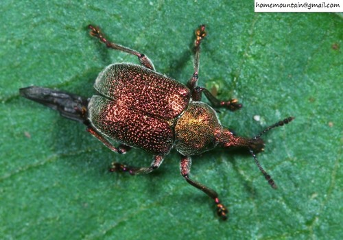 Rhynchites fulgidus · iNaturalist