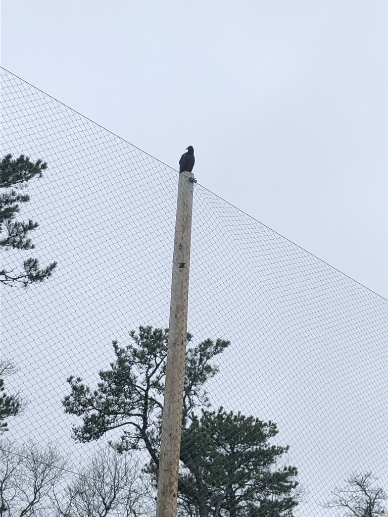 Black Vulture in December 2020 by David Remsen. Among the turkey ...