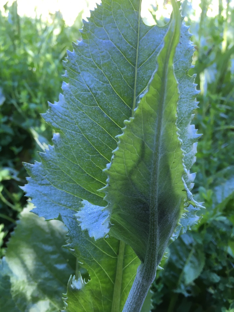 plants from Elias Saez, San Pedro de la Paz, Bio-Bio, CL on December 11 ...
