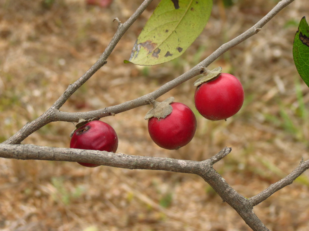 (Diospyros inconstans) - Botanical Realm