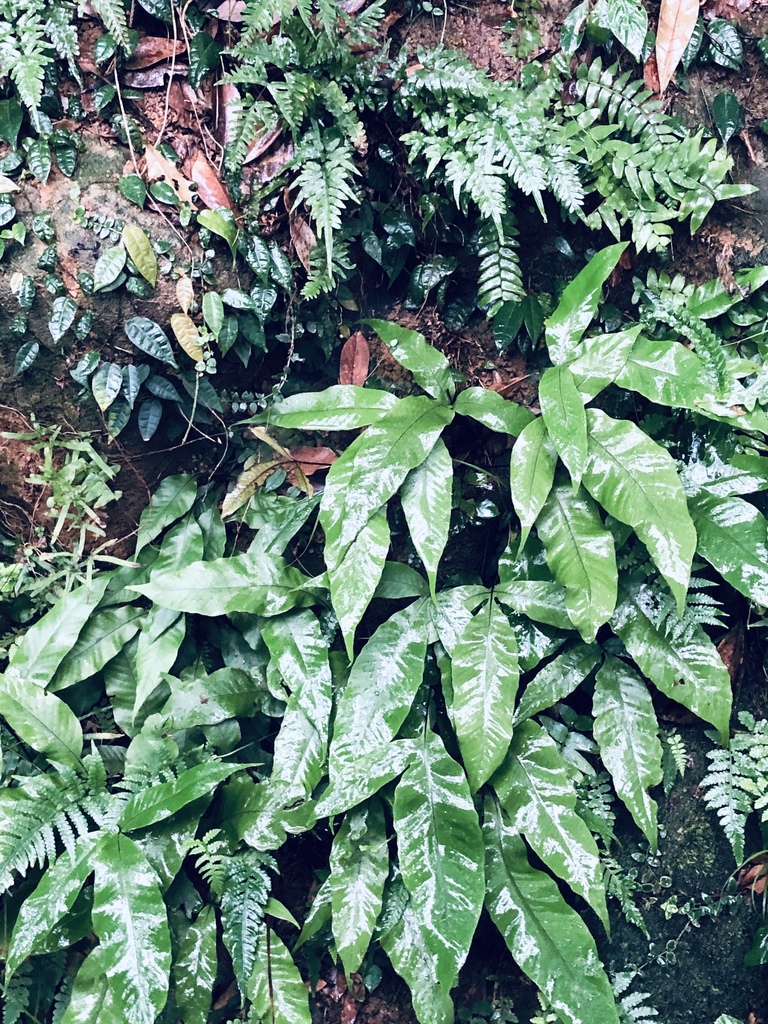 (Tectaria harlandii) - Botanical Realm