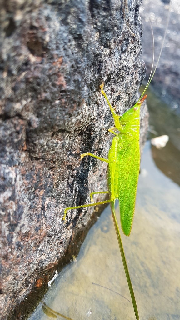 Copiphora longicauda from Parque Nacional da Amazônia on October 15 ...