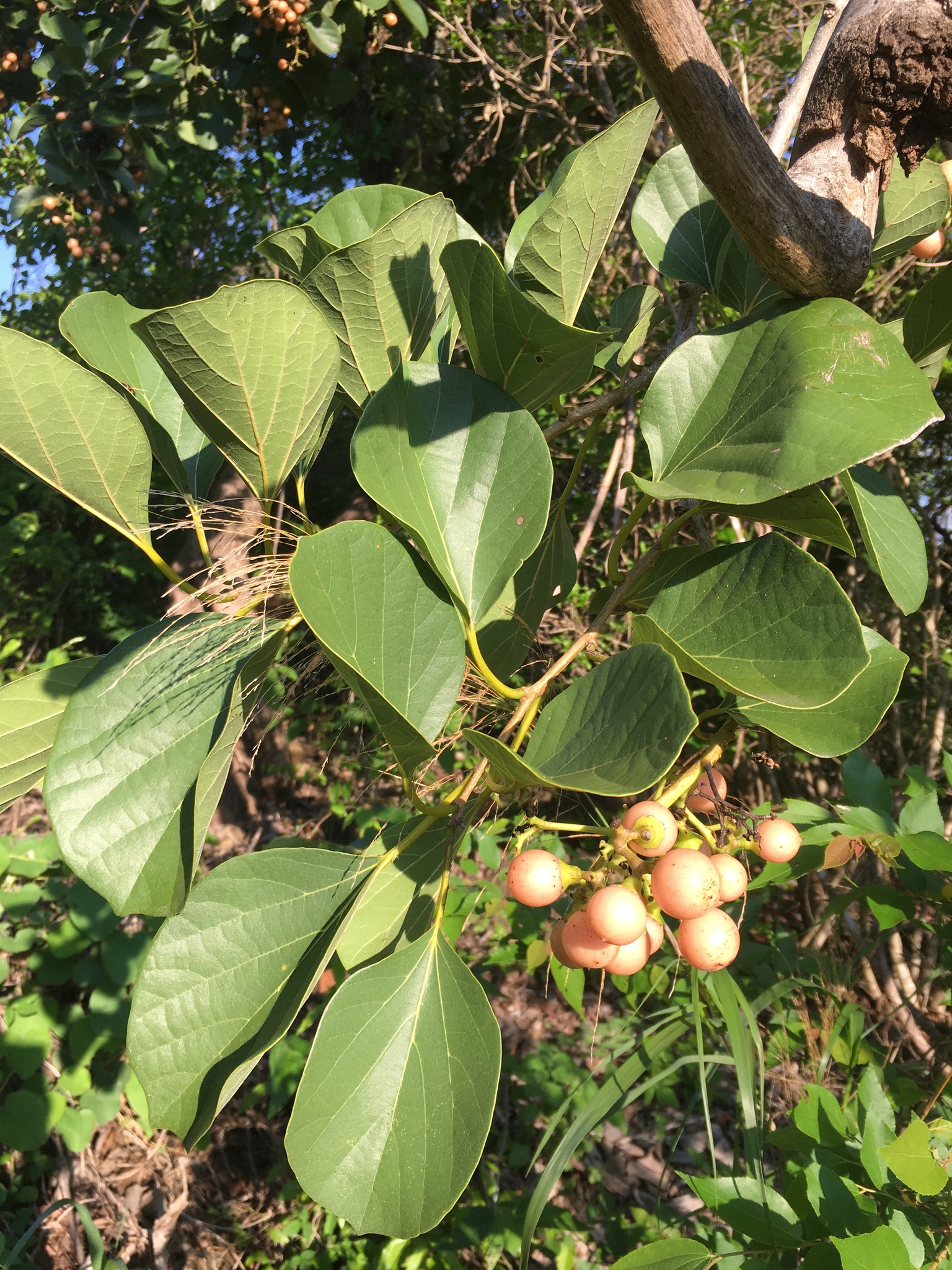 Cordia myxa L.