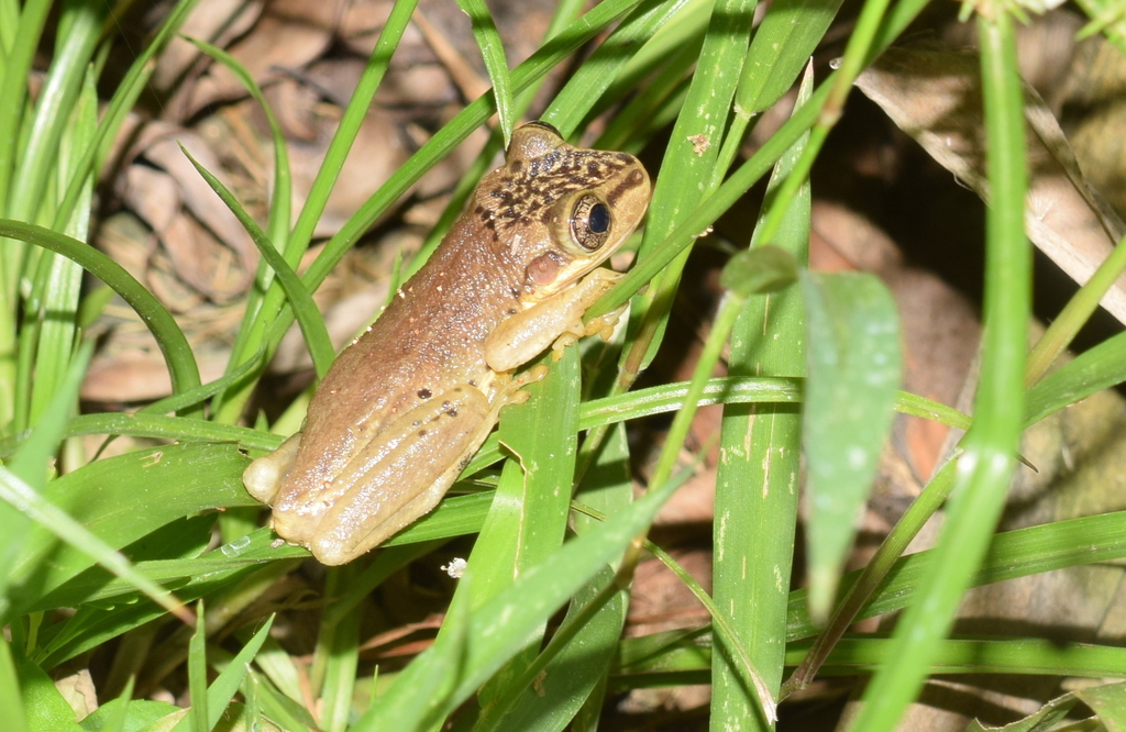 Jordan's Casque-headed Tree Frog from San Juan, Ecuador on December 7 ...