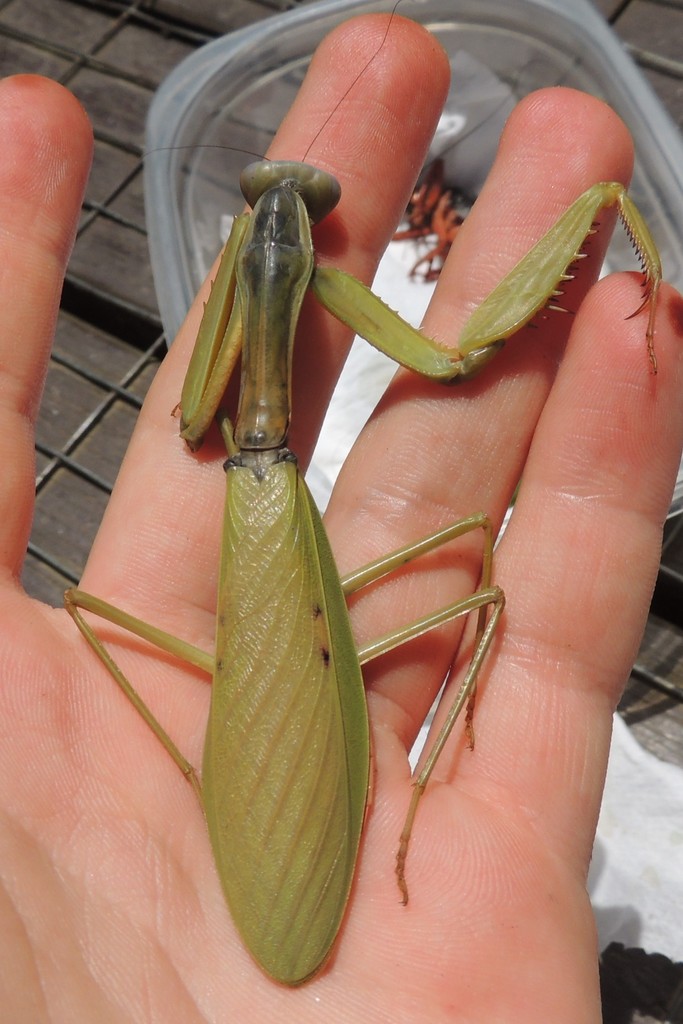 Giant Asian Mantises from Lahad Datu, Sabah, Malaysia on August 18 ...