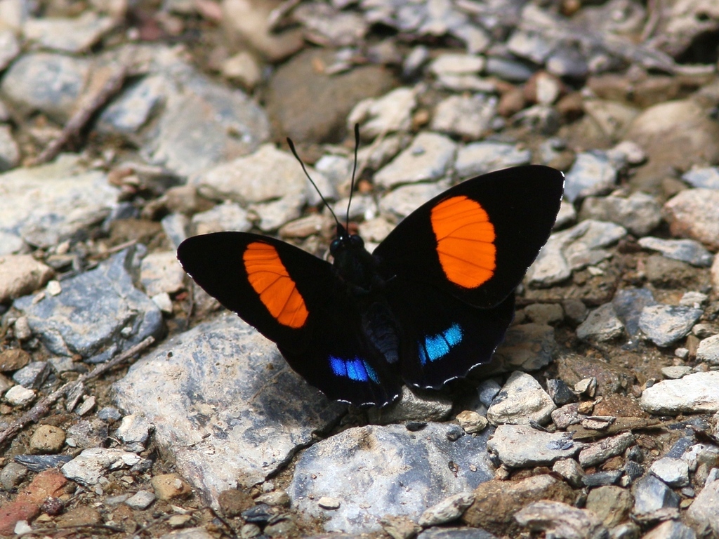 Callicore lyca mionina from Pueblo Rico, Risaralda, Kolumbia on March 1 ...