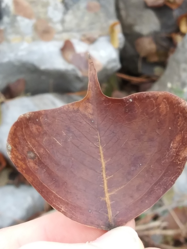 Chinese Tallow from Magee, MS, USA on December 12, 2020 at 12:24 PM by ...