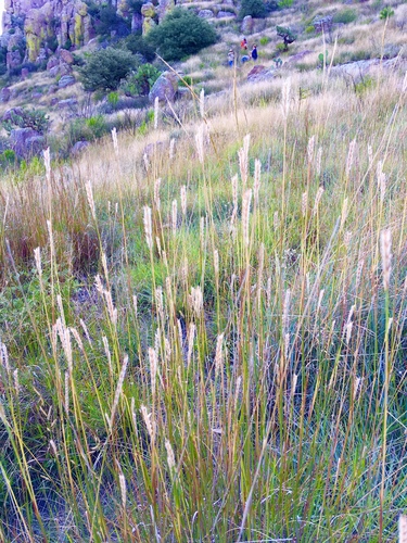 (Elionurus ciliaris)