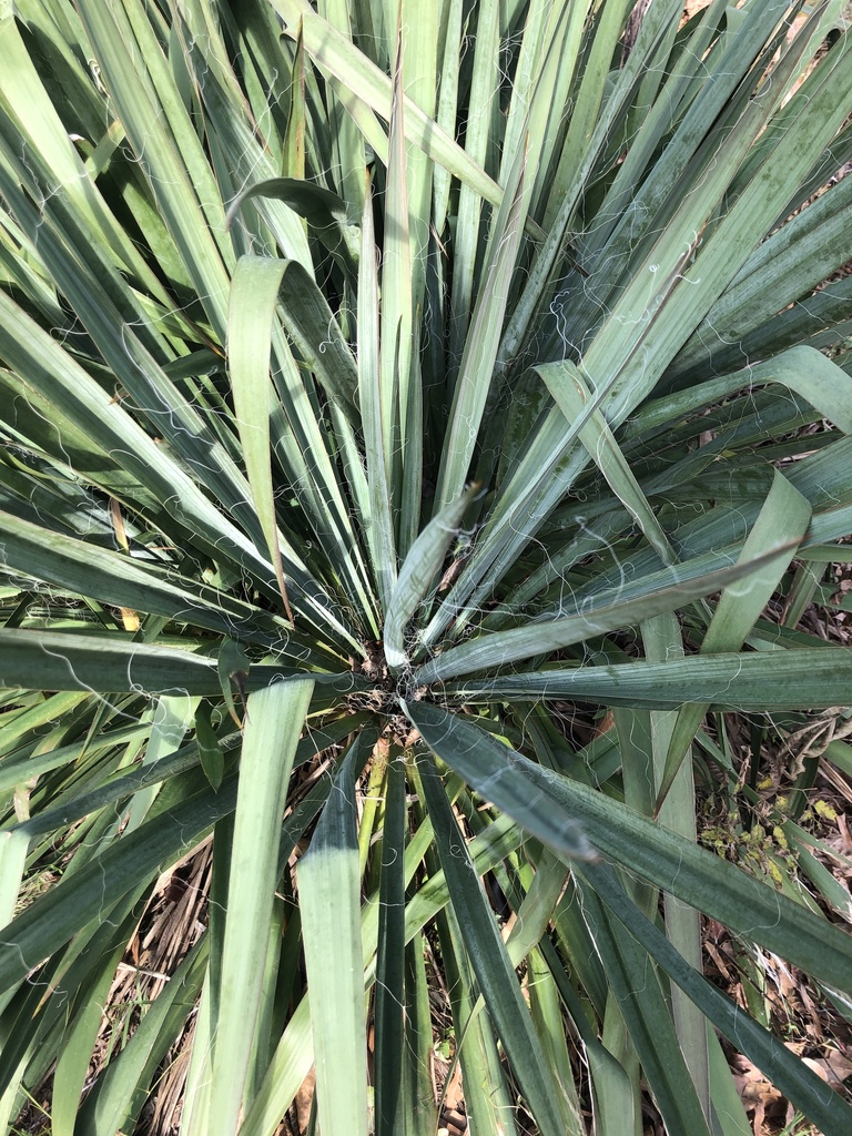 Weak-leaf Yucca from Anderson Hwy, Clemson, SC, US on December 12, 2020 ...