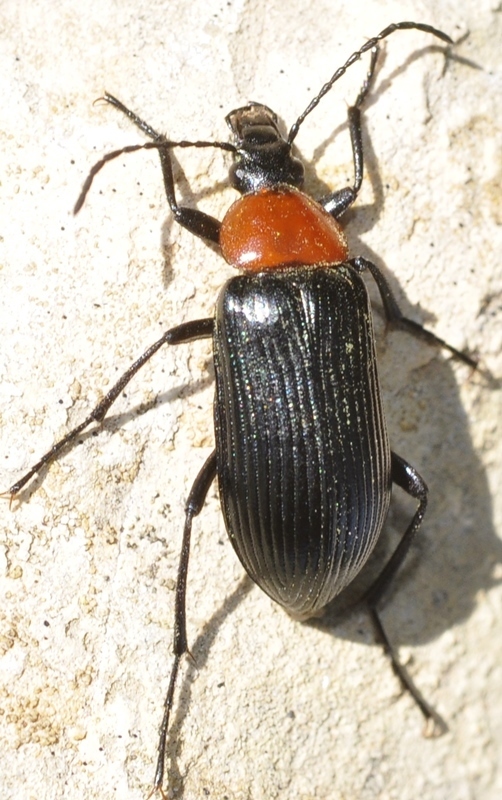 Heliotaurus ruficollis from Almería, España on April 29, 2018 at 05:24 ...