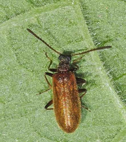 Lagria glabrata · iNaturalist