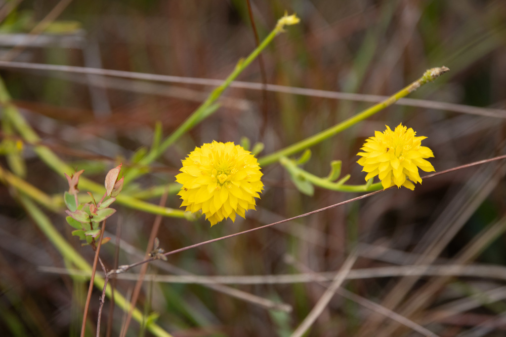 Yellow milkwort from Manatee, Florida, United States on December 12 ...