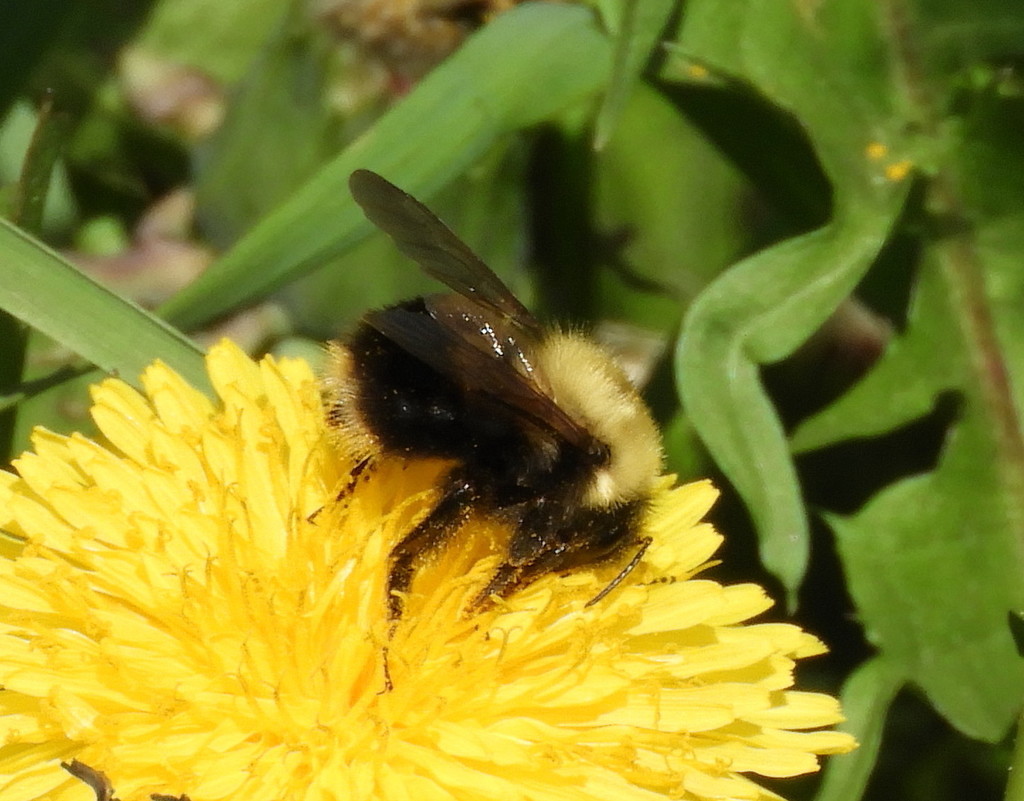 Perplexing Bumble Bee from Cumberland County, NS, Canada on June 04 ...