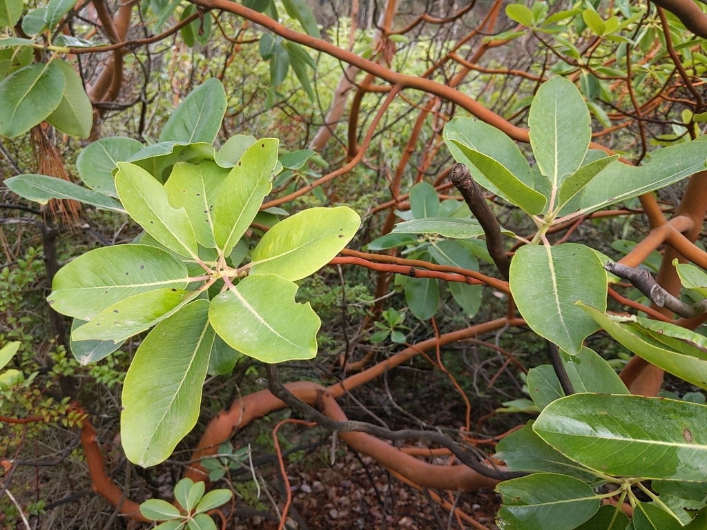 Pacific madrone from Pacifica, CA 94044, USA on December 12, 2020 at 03 ...