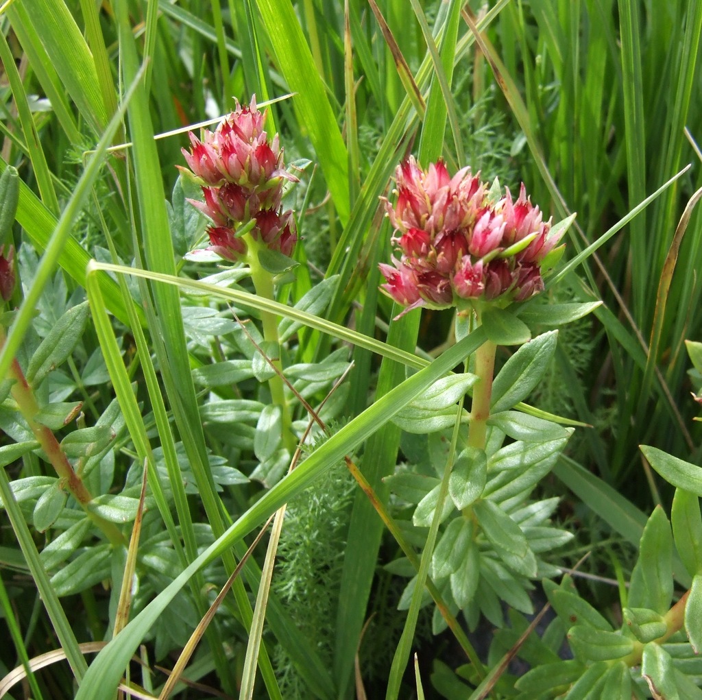 Redpod stonecrop (Plants of Mueller State Park) · iNaturalist