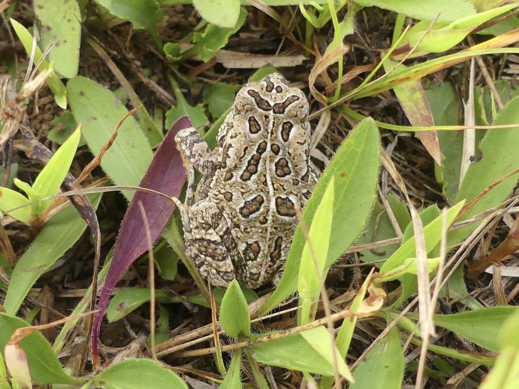 Fowler's Toad from Mansfield Hollow State Park, Mansfield Center, CT ...