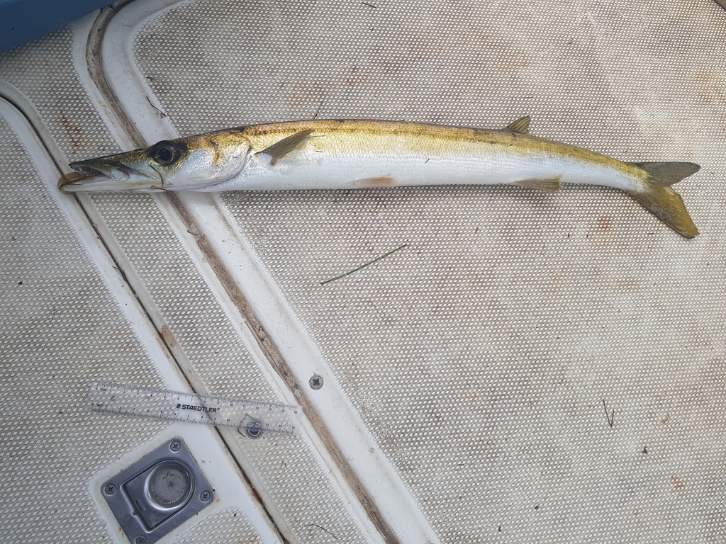 Snook from Victoria, Australia on December 13, 2020 at 12:14 PM by Lek ...