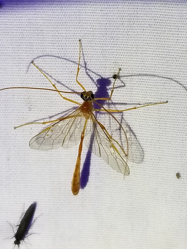 Enicospilus purgatus from Howard County, MD, USA on September 6, 2020 ...