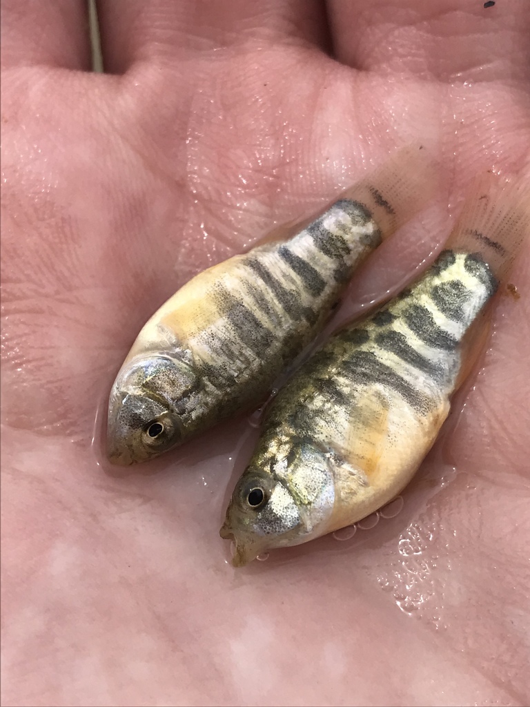 Sheepshead Minnow from Brewster, MA, US on July 29, 2020 at 01:35 PM by ...
