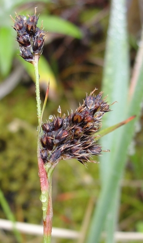 Luzula kobayasii · iNaturalist