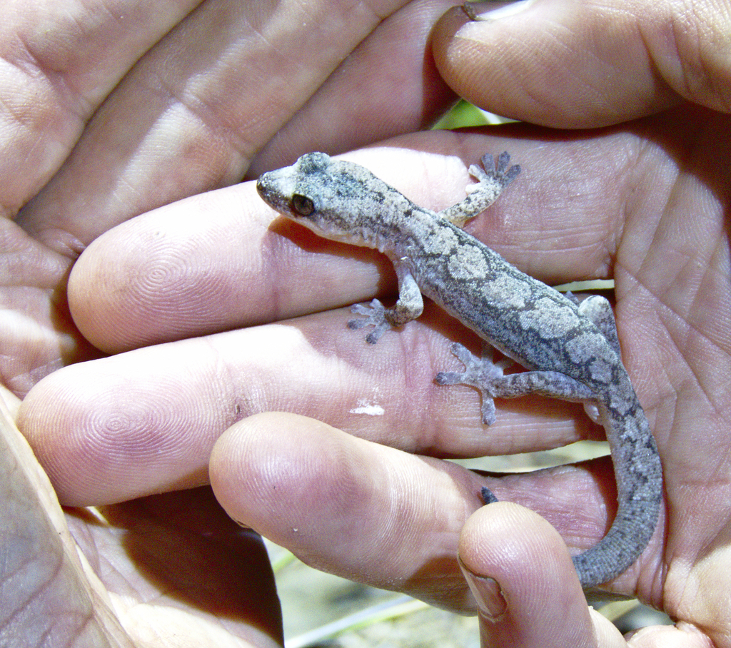 Clouded Velvet Gecko from Nullamanna NSW 2360, Australia on December 12 ...
