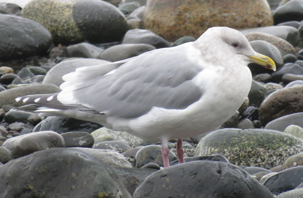 Cook Inlet Gull from Comox Valley, BC, Canada on December 06, 2020 at ...