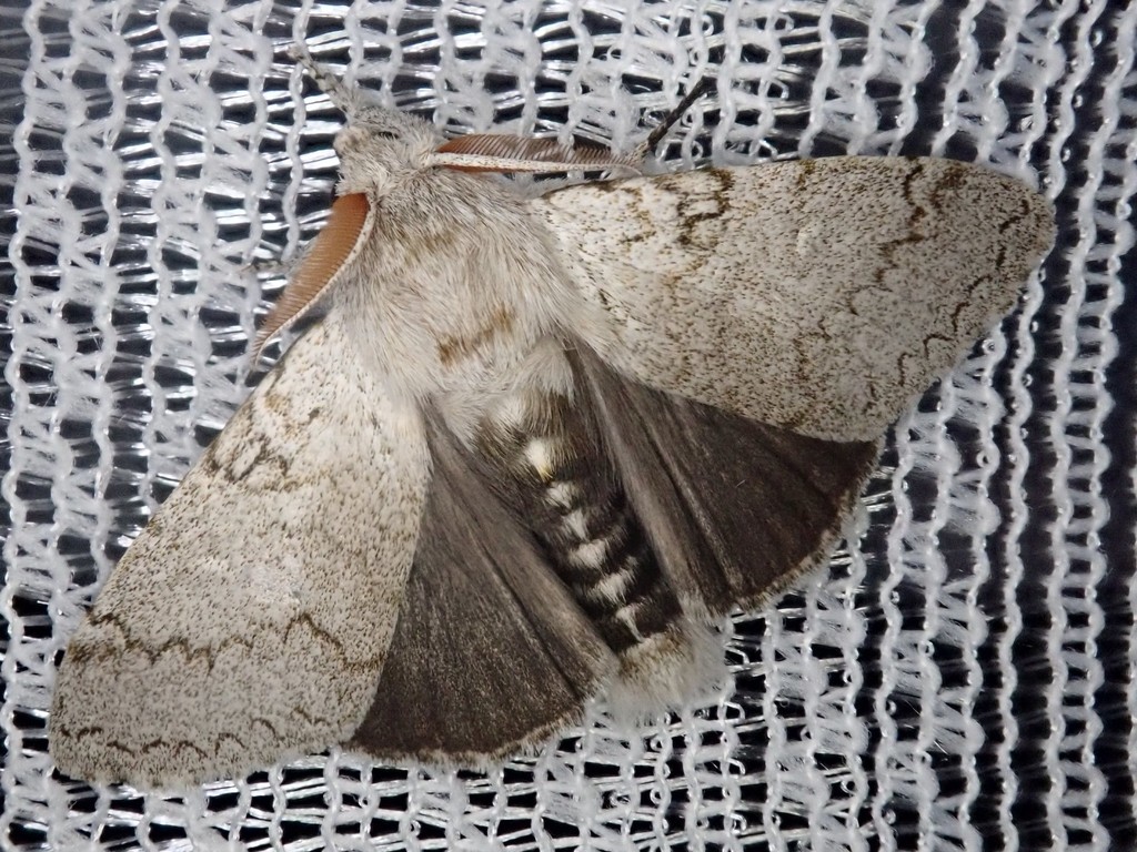 Calliteara lunulata takamukuana from 日本、〒907-1541 沖縄県八重山郡竹富町上原 on March ...