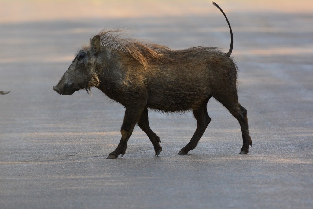 Suids (Suidae) - Know Your Mammals