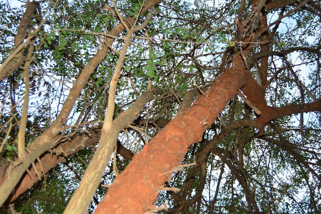 African-blackwood (Dalbergia melanoxylon) - Botanical Realm